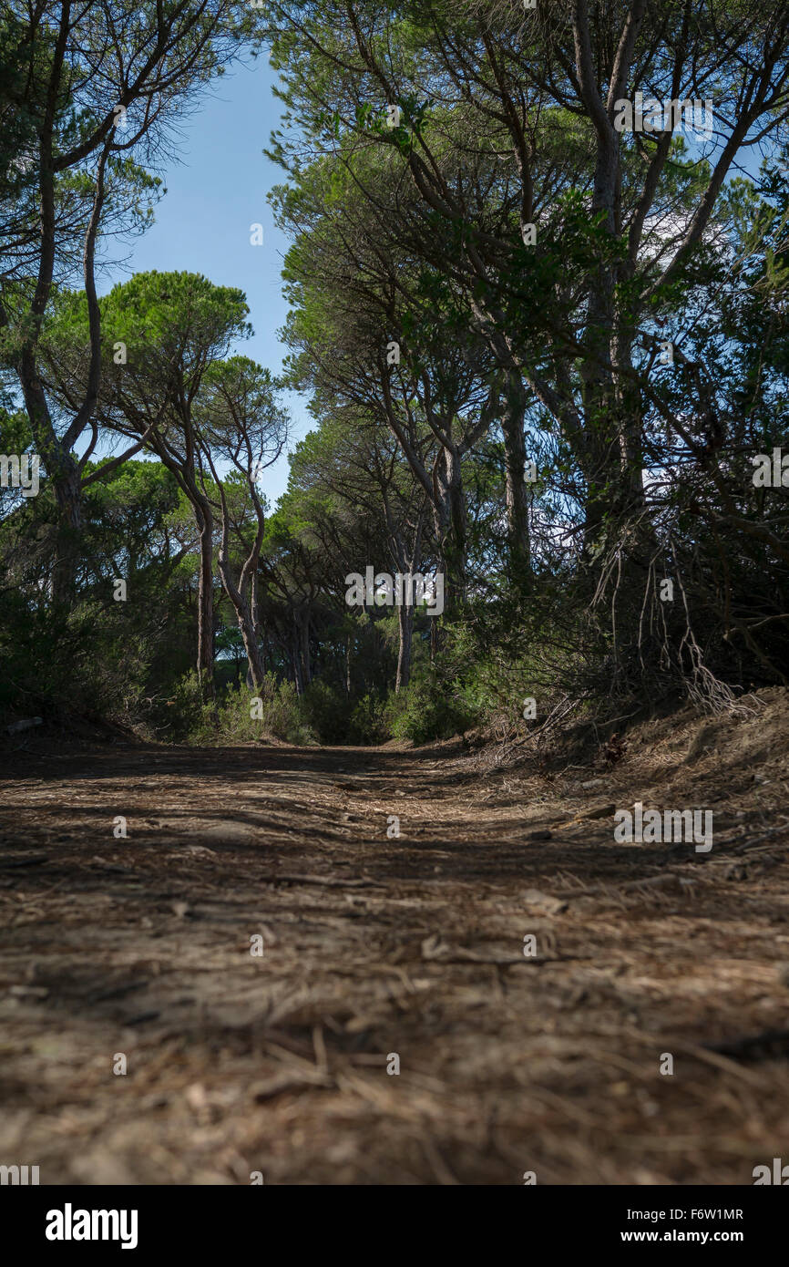 Italy, Tuscany, Maremma, forest path with pine trees Stock Photo - Alamy
