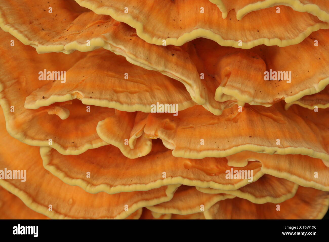 Fungus close up hi-res stock photography and images - Alamy