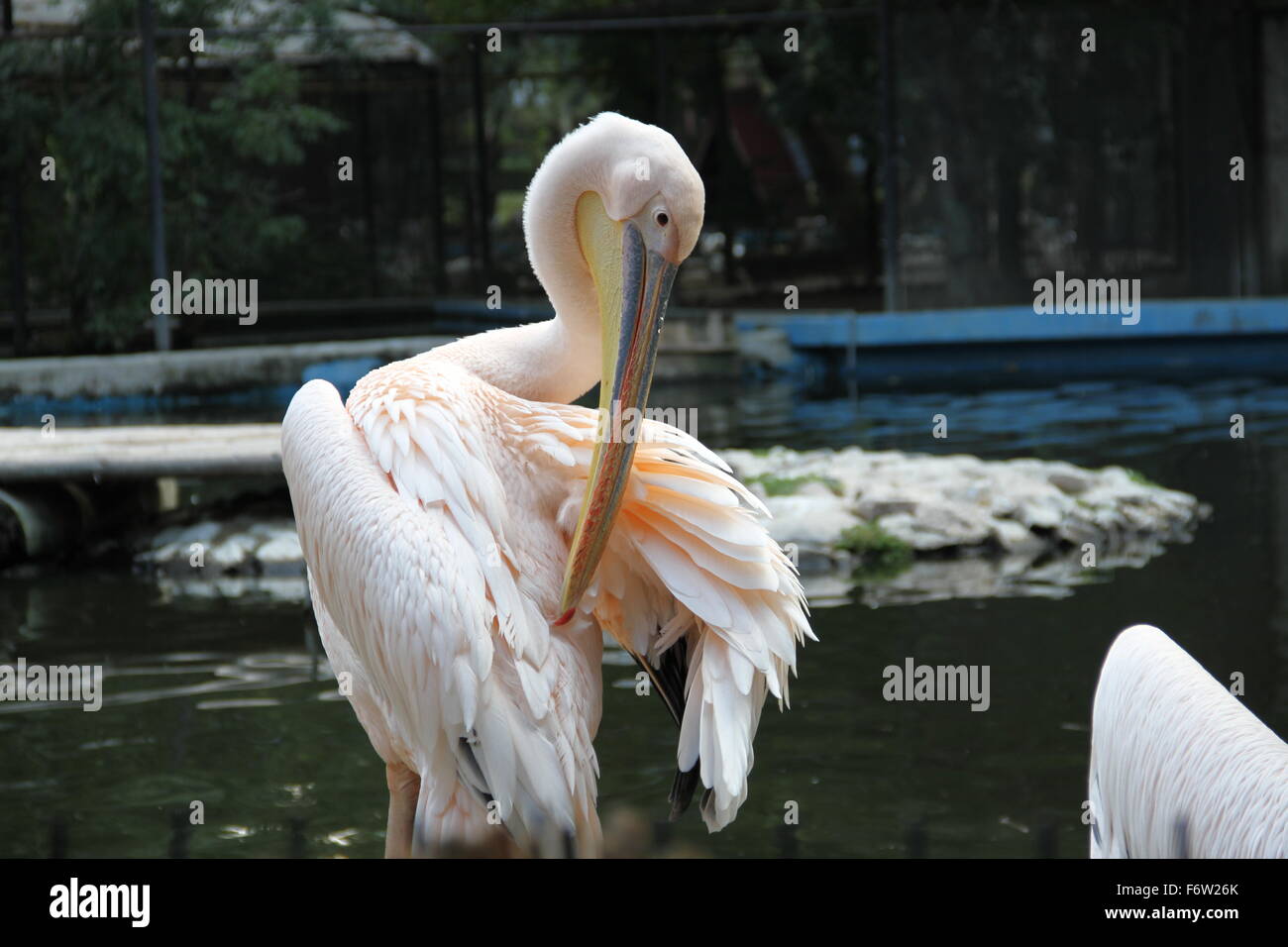 Pelican cleaning hi-res stock photography and images - Alamy