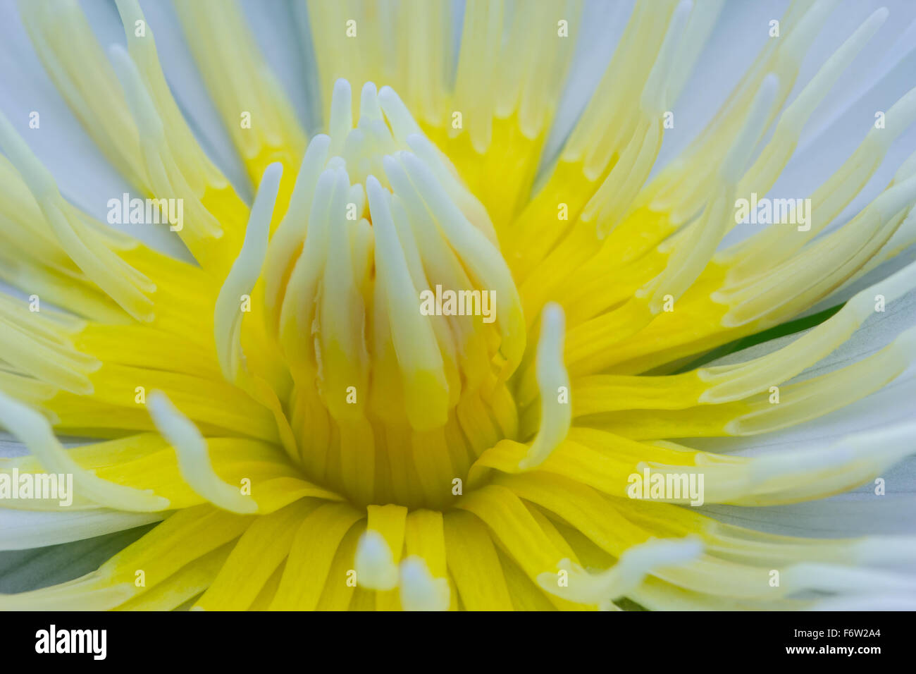Pollen of lotus hi-res stock photography and images - Alamy