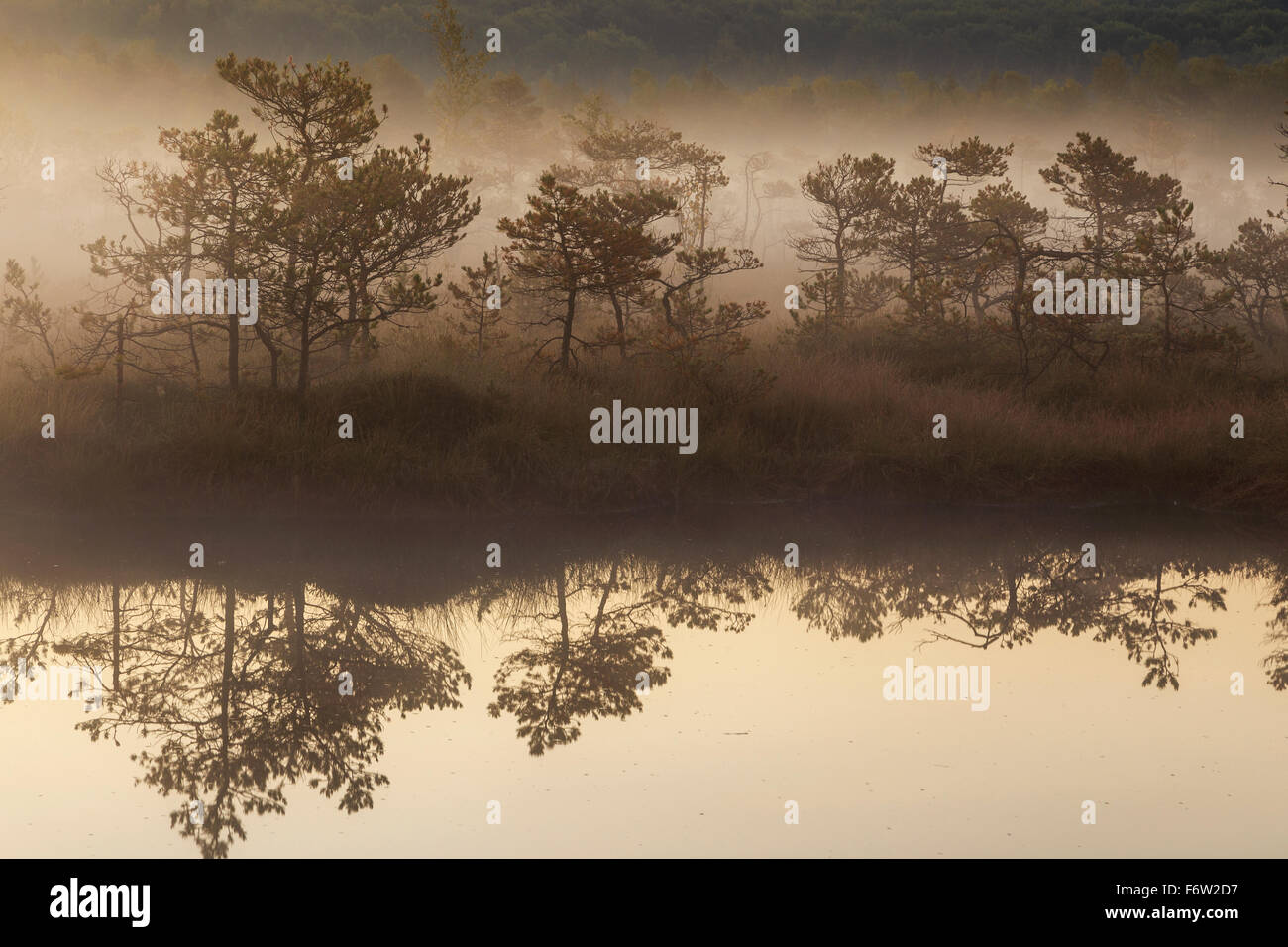 Swamp reflection mist hi-res stock photography and images - Alamy