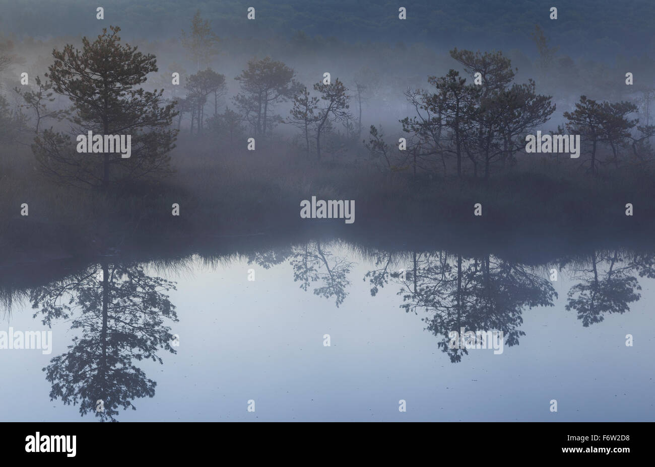 Morning with fog in the bog and reflection Stock Photo - Alamy