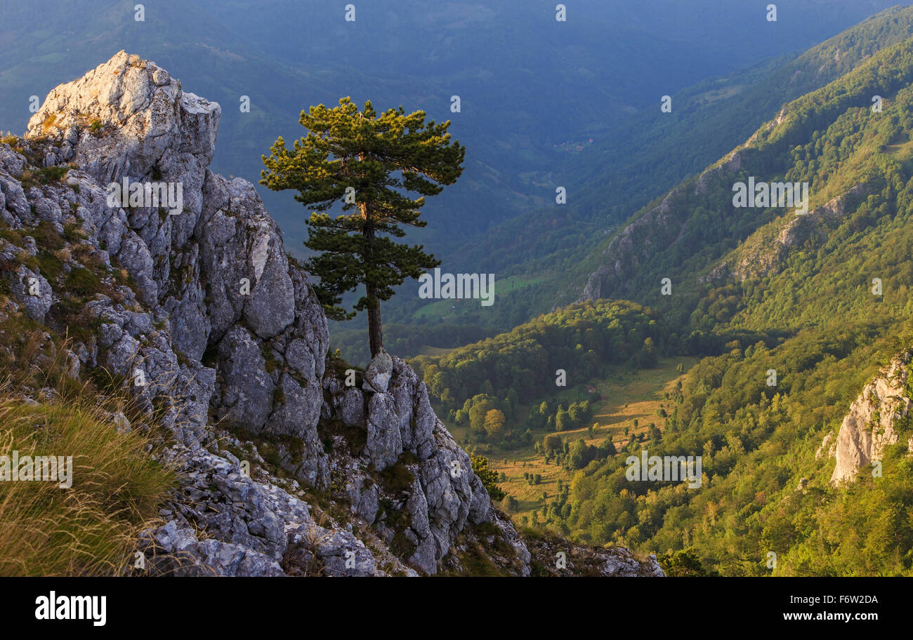 Tree over valley hi-res stock photography and images - Alamy