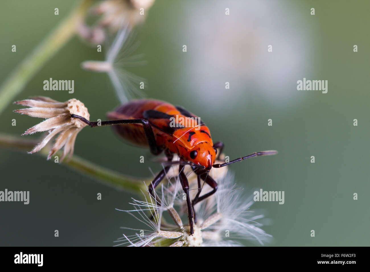 Red Hemiptera bug on weed white flower Stock Photo - Alamy