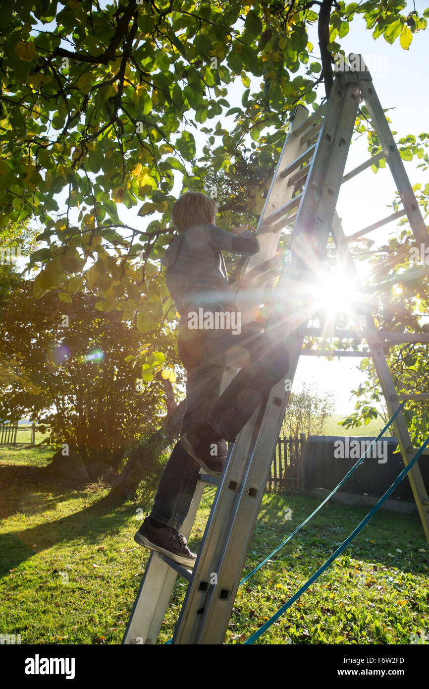 Boy on the ladder hi-res stock photography and images - Alamy