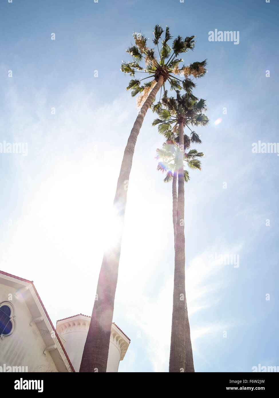 USA, Santa Barbara, palm trees at backlight Stock Photo - Alamy