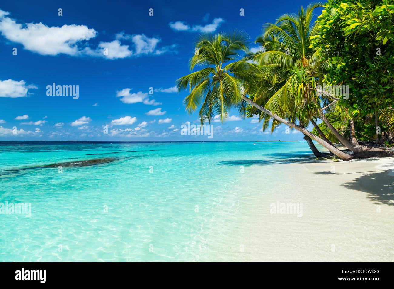 Coco palms hi-res stock photography and images - Alamy