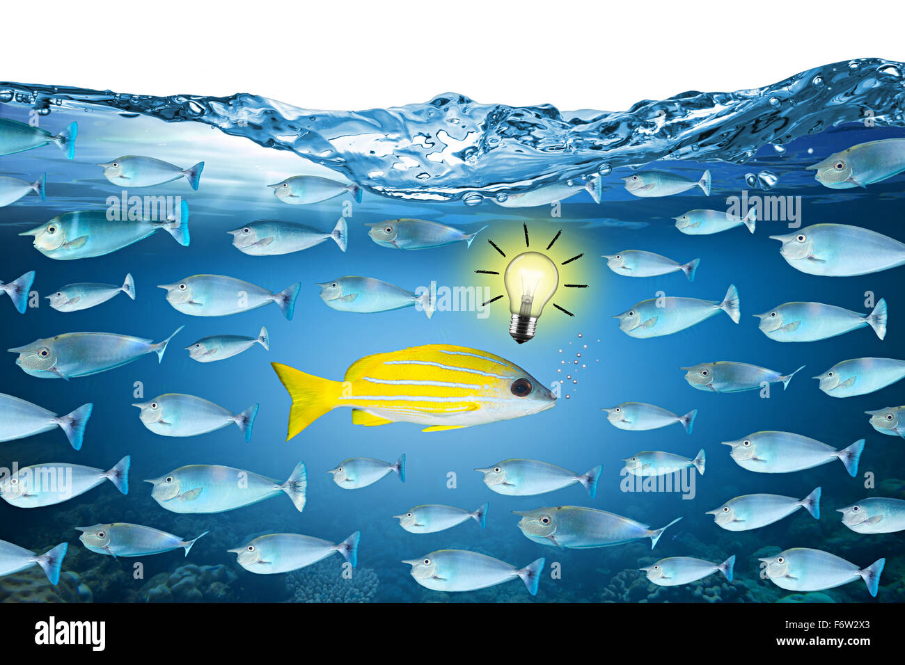 Fish crowd hi-res stock photography and images - Alamy