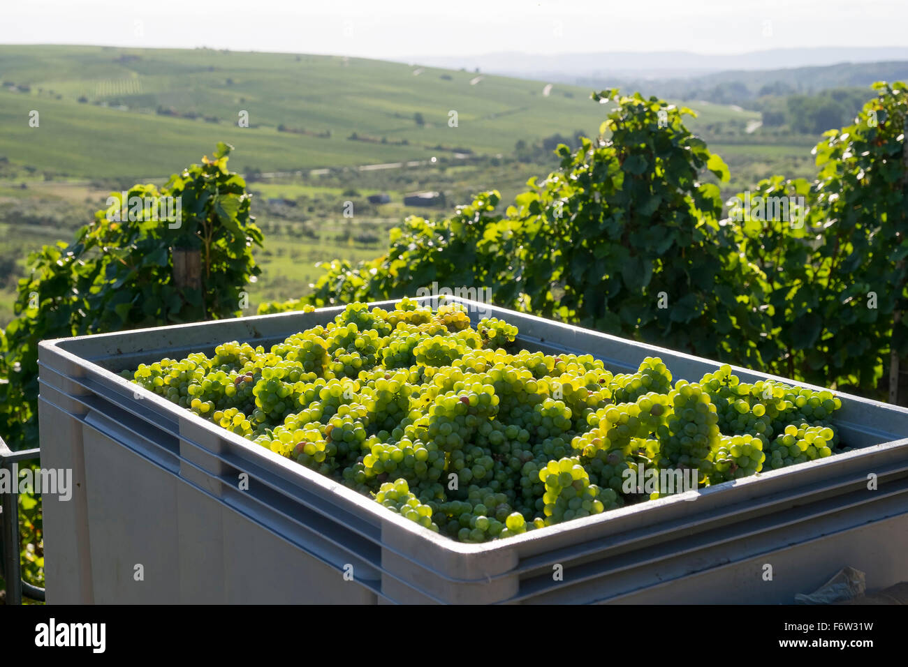 Germany, Lower Franconia, Grape harves near Kohler village, green ...