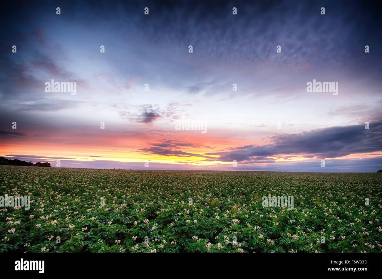 Sunset over potato field hi-res stock photography and images - Alamy