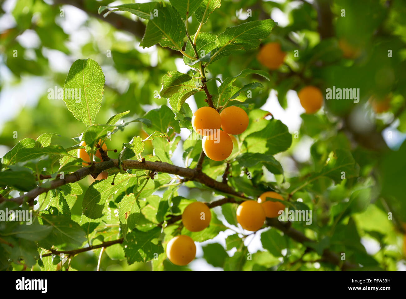 Greengages in tree Stock Photo - Alamy