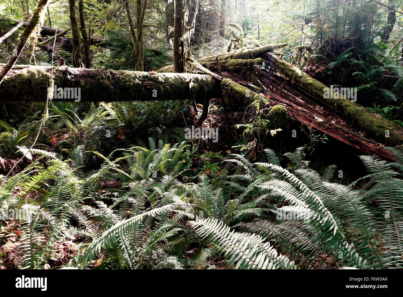 Canada, Vancouver Island, redwoods and ferns in rain forest Stock Photo ...
