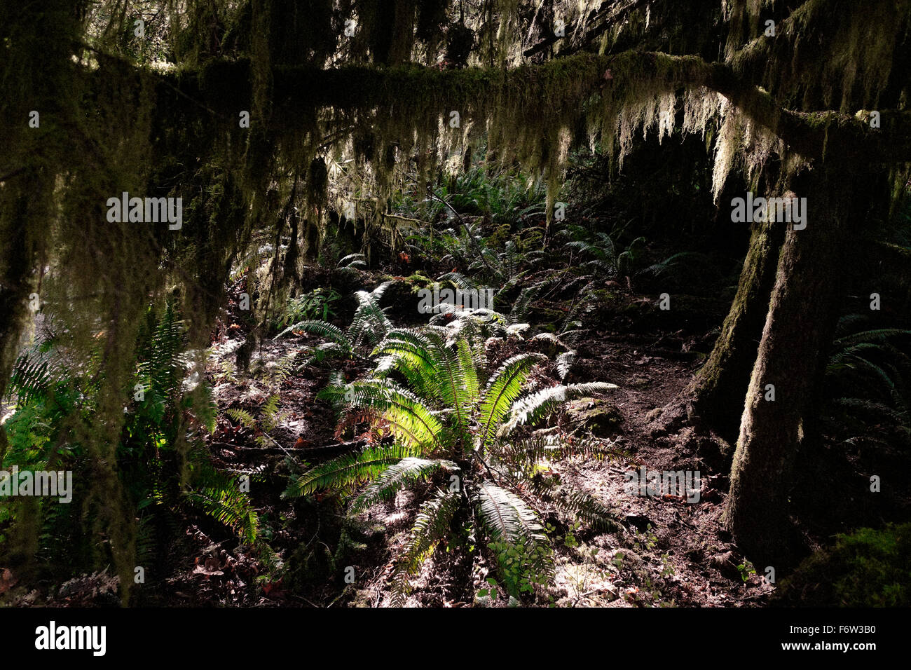 Canada, Vancouver Island, redwoods and ferns in rain forest Stock Photo ...