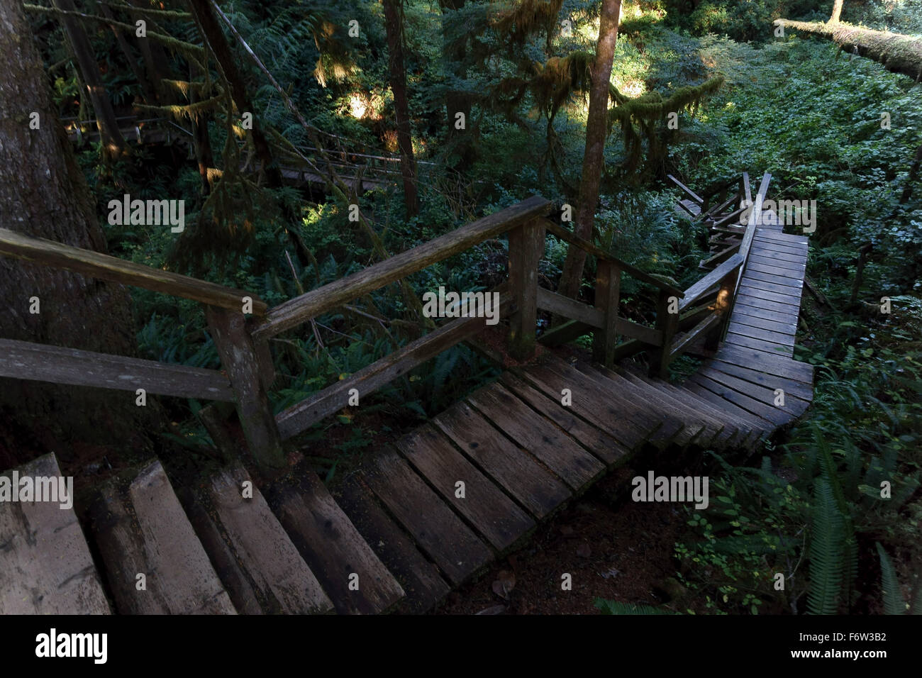 Canada, Vancouver Island, Wooden stairs in redwood forest Stock Photo ...
