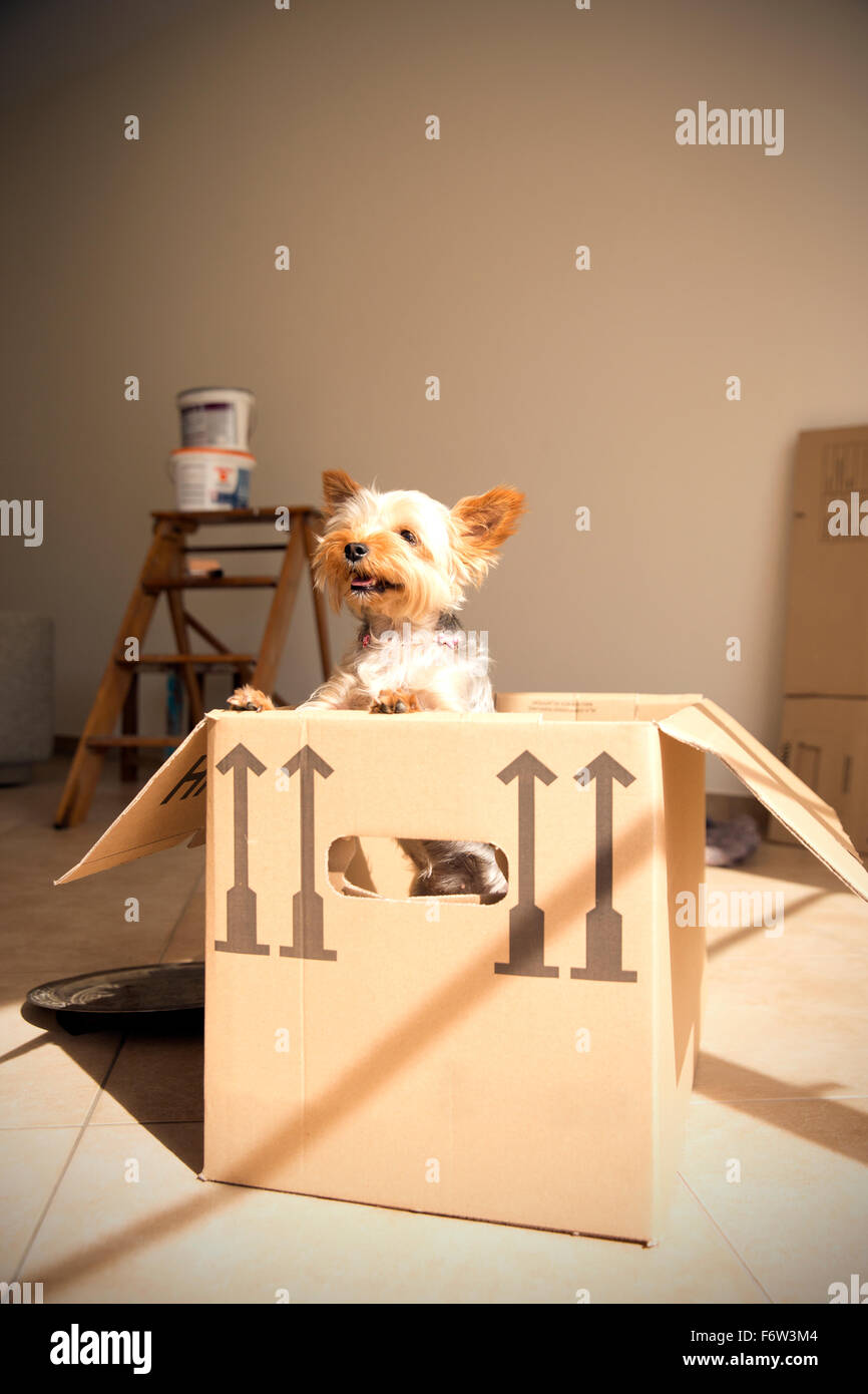 Dog inside cardboard box Stock Photo - Alamy