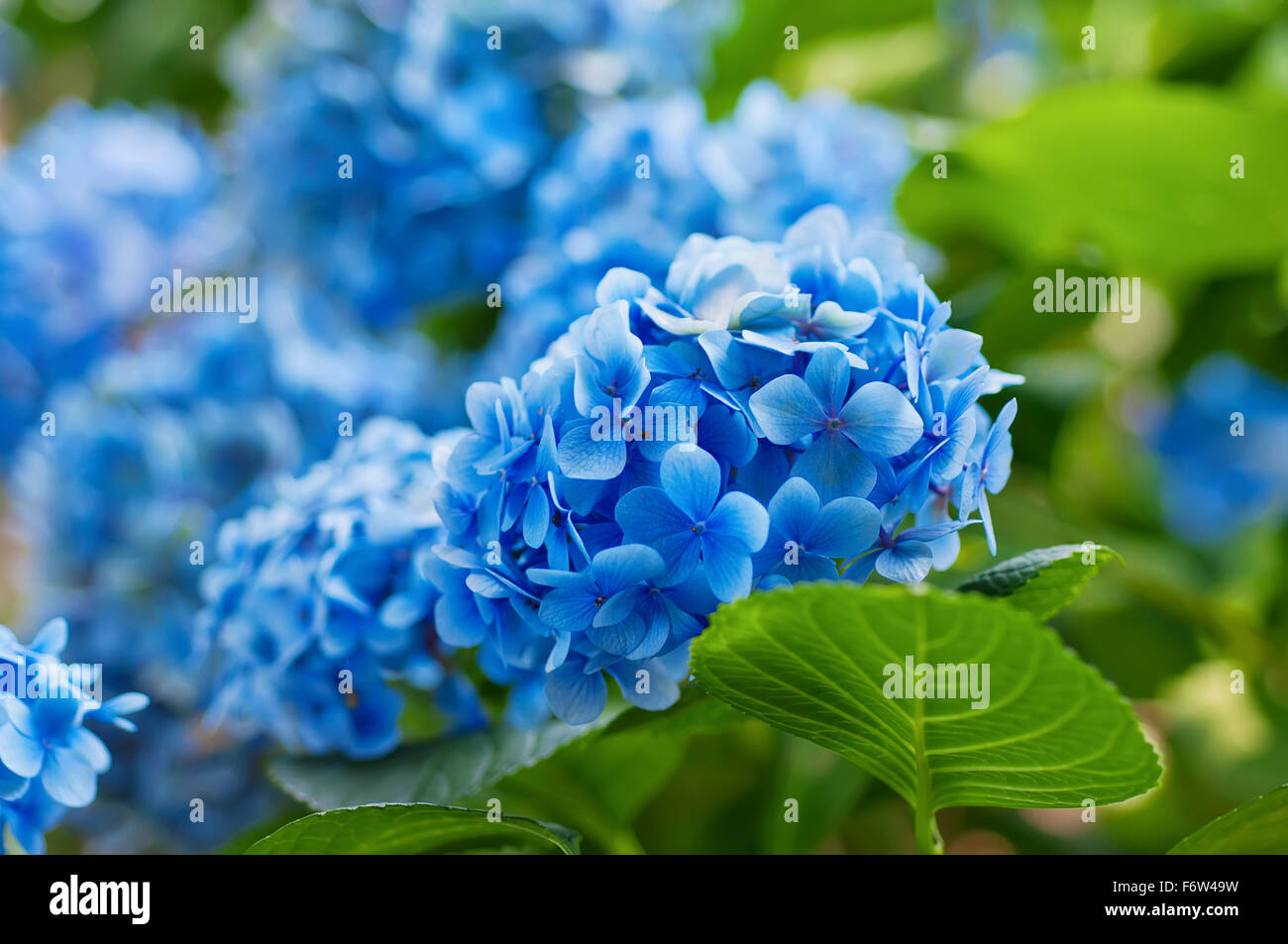 Hydrangea flowers background Stock Photo - Alamy