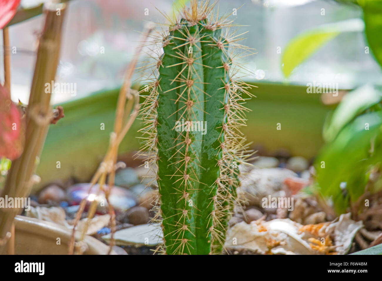 Lonely cactus in pot Stock Photo - Alamy