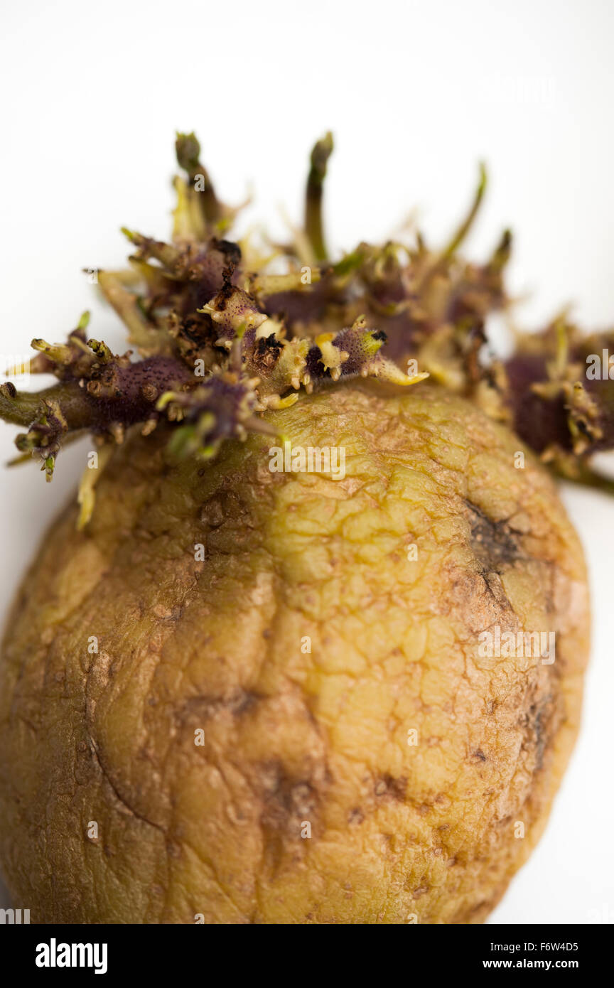 Sprouted potato tuber hi-res stock photography and images - Alamy