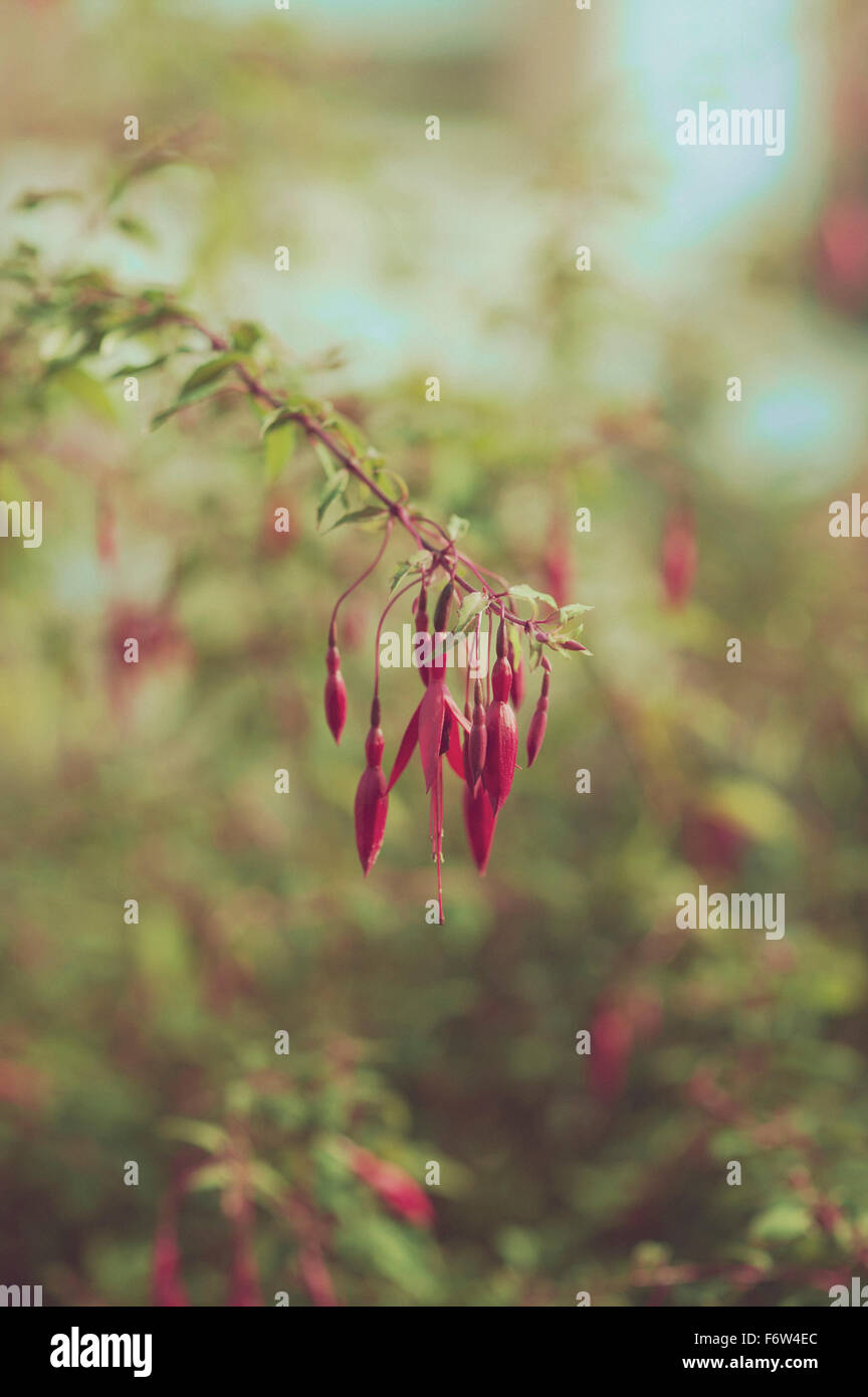 Fuchsias on display hi-res stock photography and images - Alamy