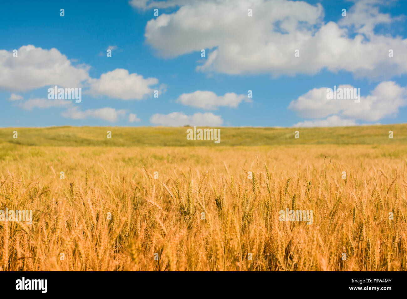 Agriculture farm corn hi-res stock photography and images - Alamy