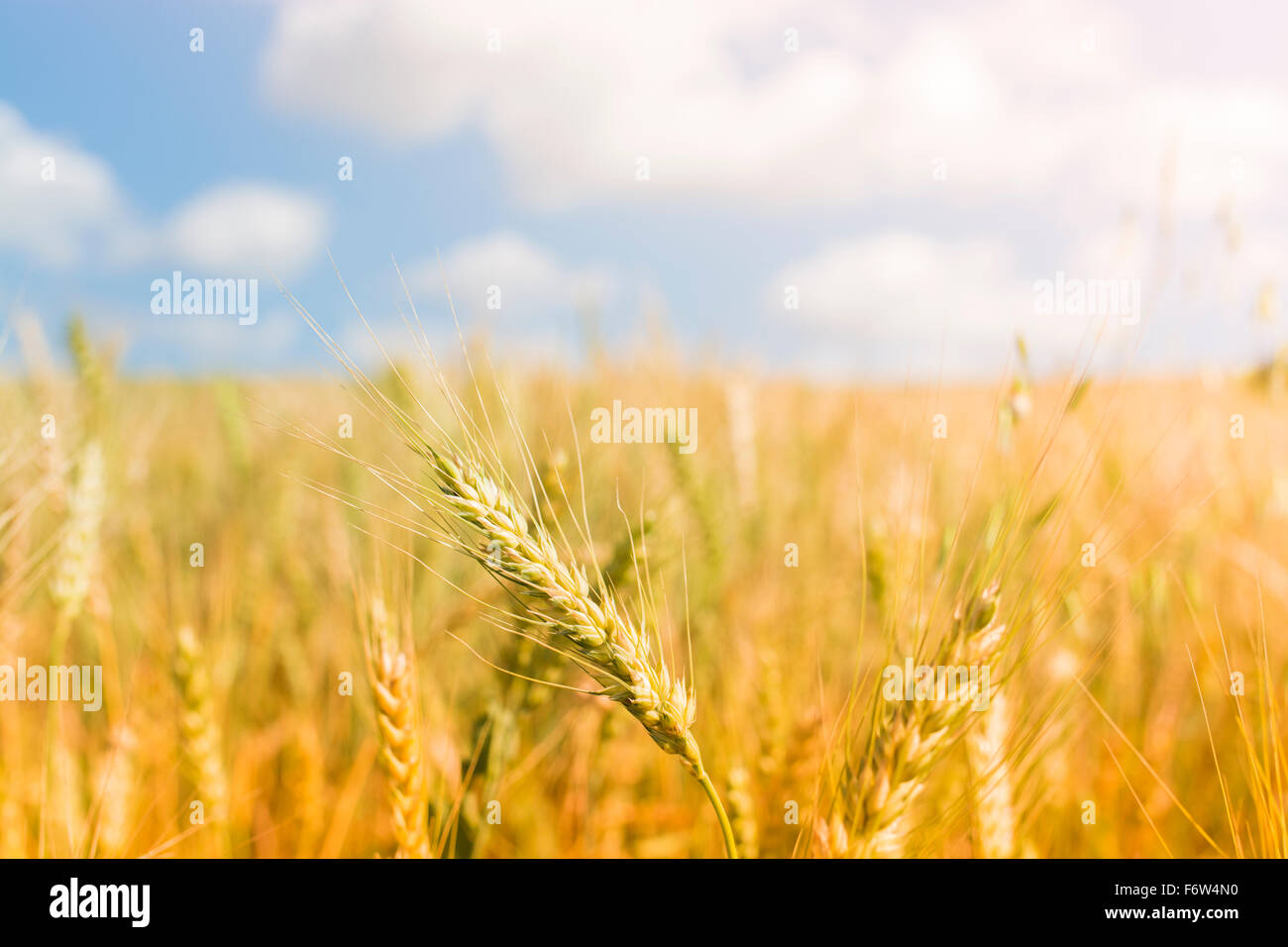 Golden Wheat Farm Stock Photo - Alamy