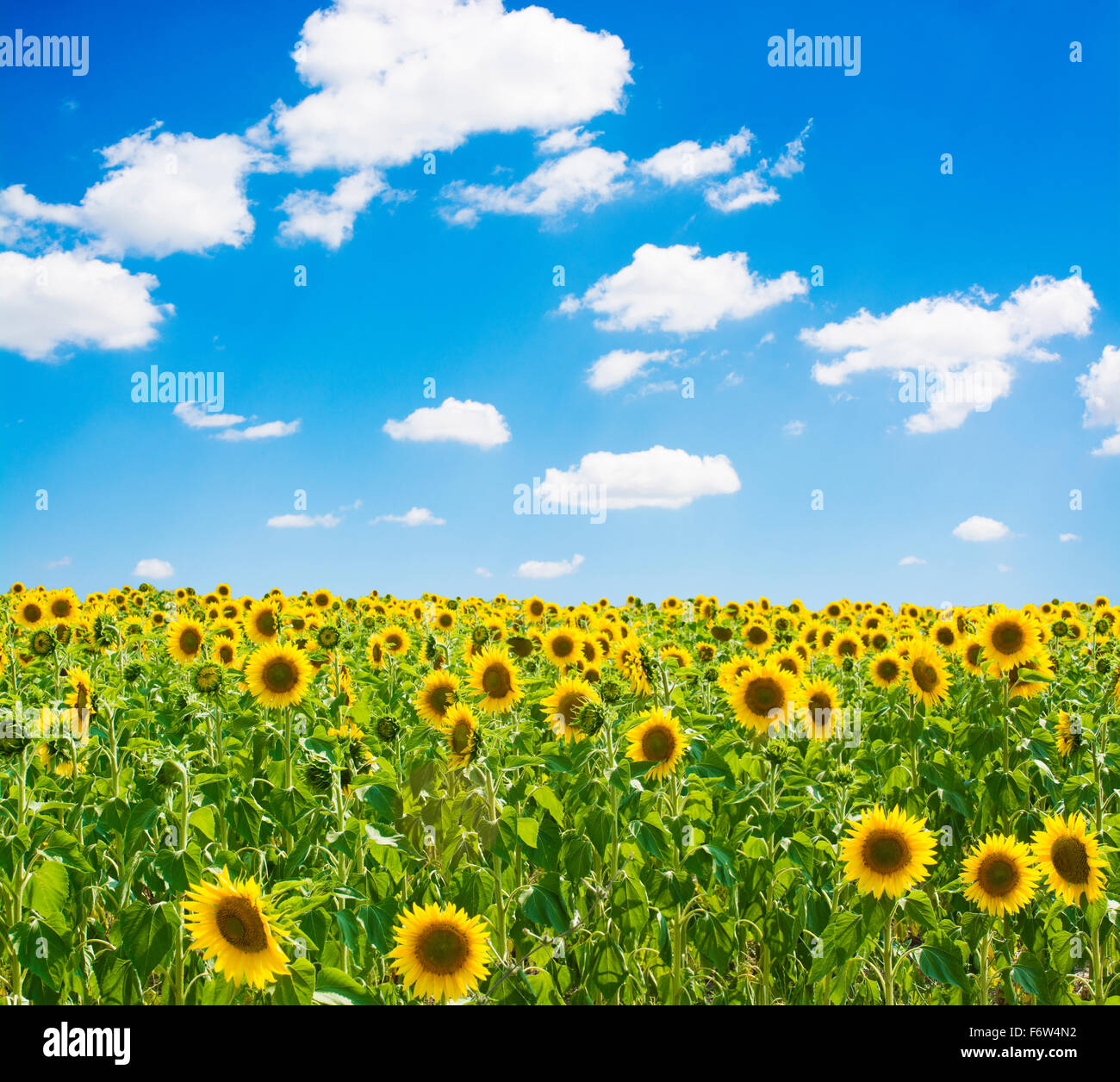 Sunflower Field and Blue sky Stock Photo - Alamy