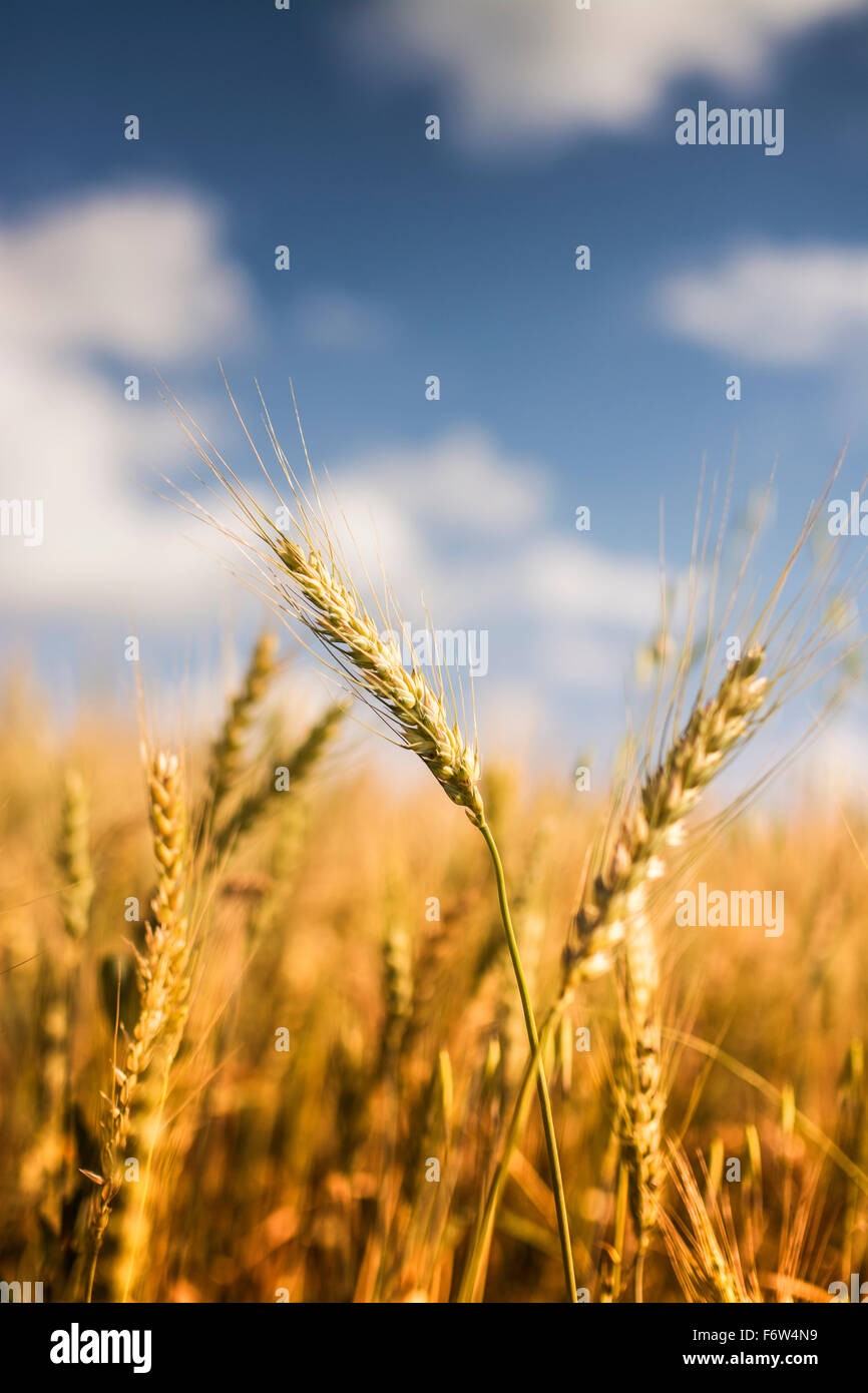 Grain wheat agriculture hi-res stock photography and images - Alamy