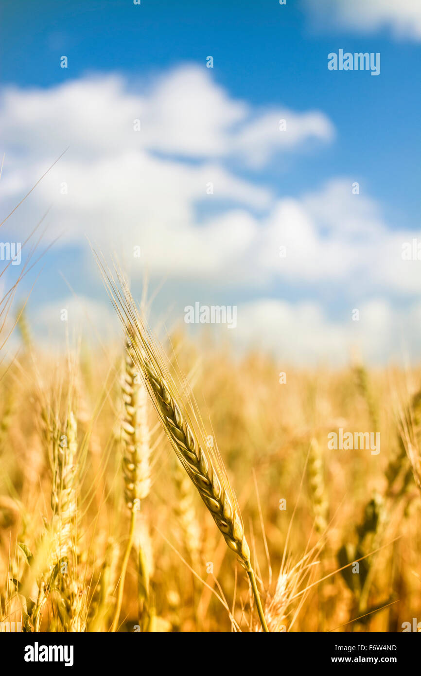 Agriculture wheat hi-res stock photography and images - Alamy