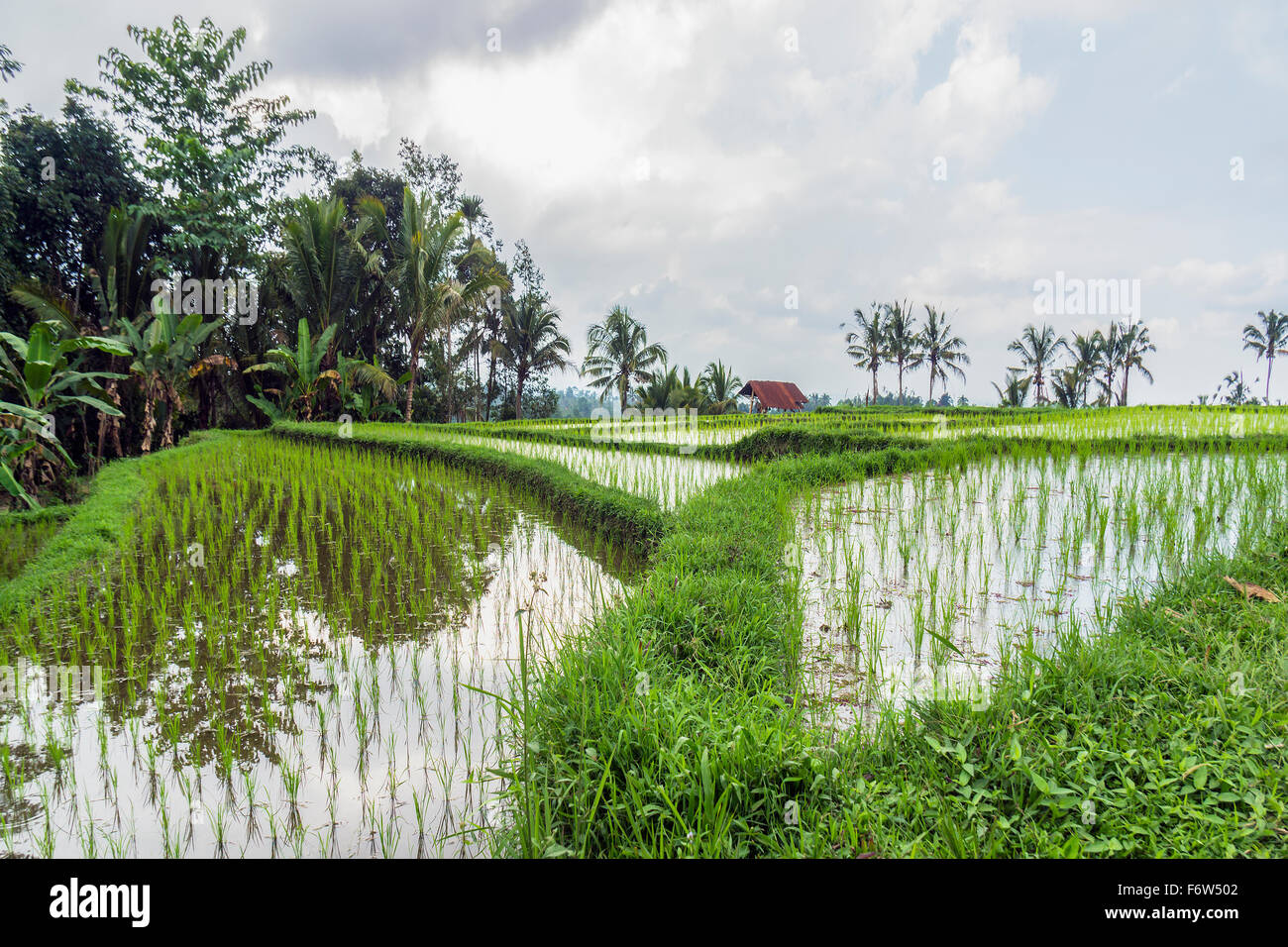 Indonesia, Bali, Wongaya Gede, Rice fields Stock Photo - Alamy