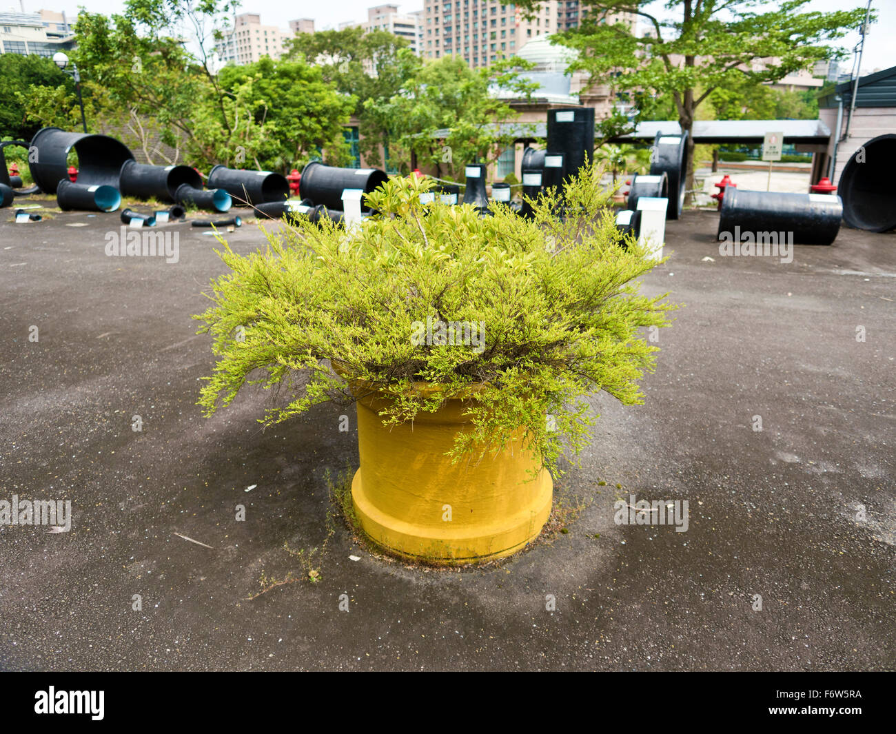 Big plant hi-res stock photography and images - Alamy