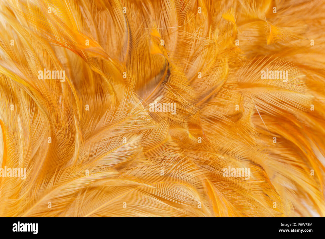 Feather texture hi-res stock photography and images - Alamy