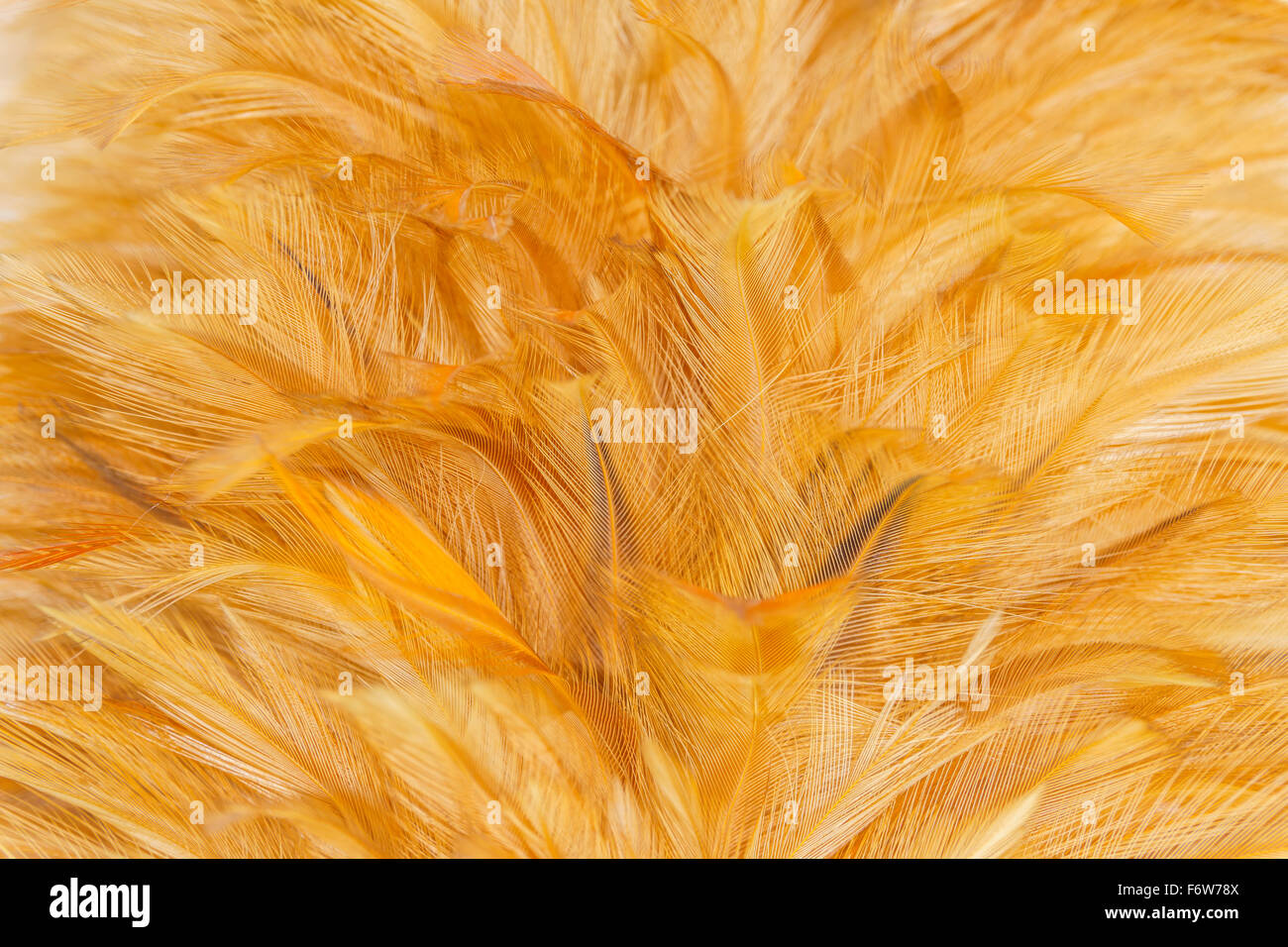 Feather texture hi-res stock photography and images - Alamy
