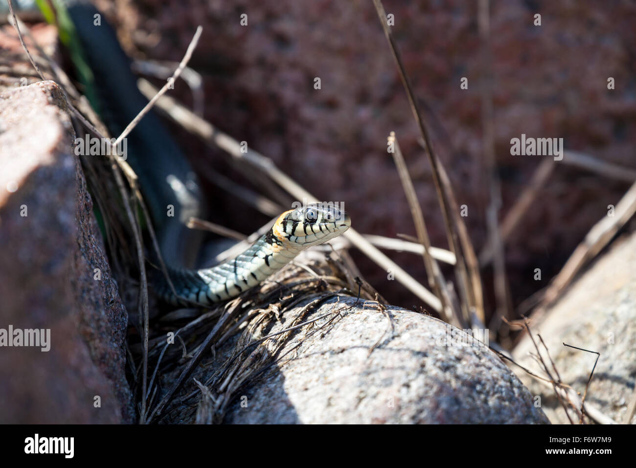 not a poisonous snake hidden among the rocks Stock Photo - Alamy