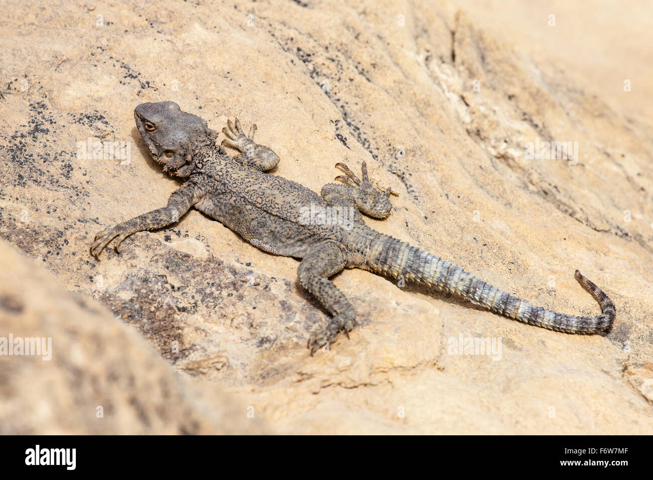 Big lizard hi-res stock photography and images - Alamy