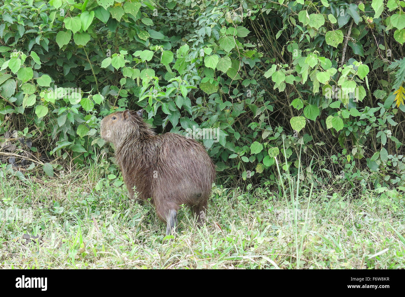 Capybara in Madidi Park. Beni region, Pampas de Yacuma, Bolivia Stock ...
