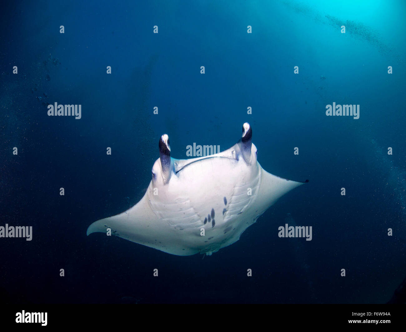Two manta rays flying underwater hi-res stock photography and images ...