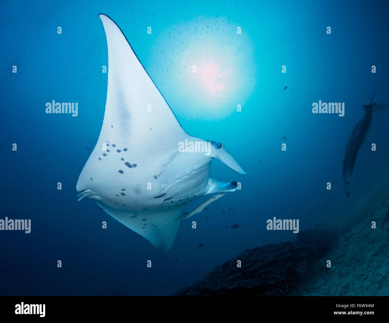 Two manta rays flying underwater hi-res stock photography and images ...