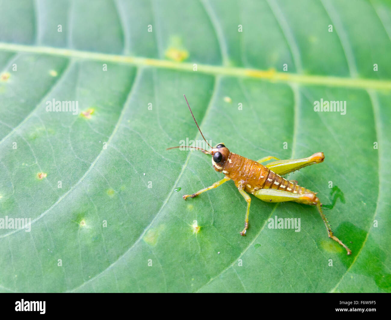 Little Grasshopper High Resolution Stock Photography and Images - Alamy