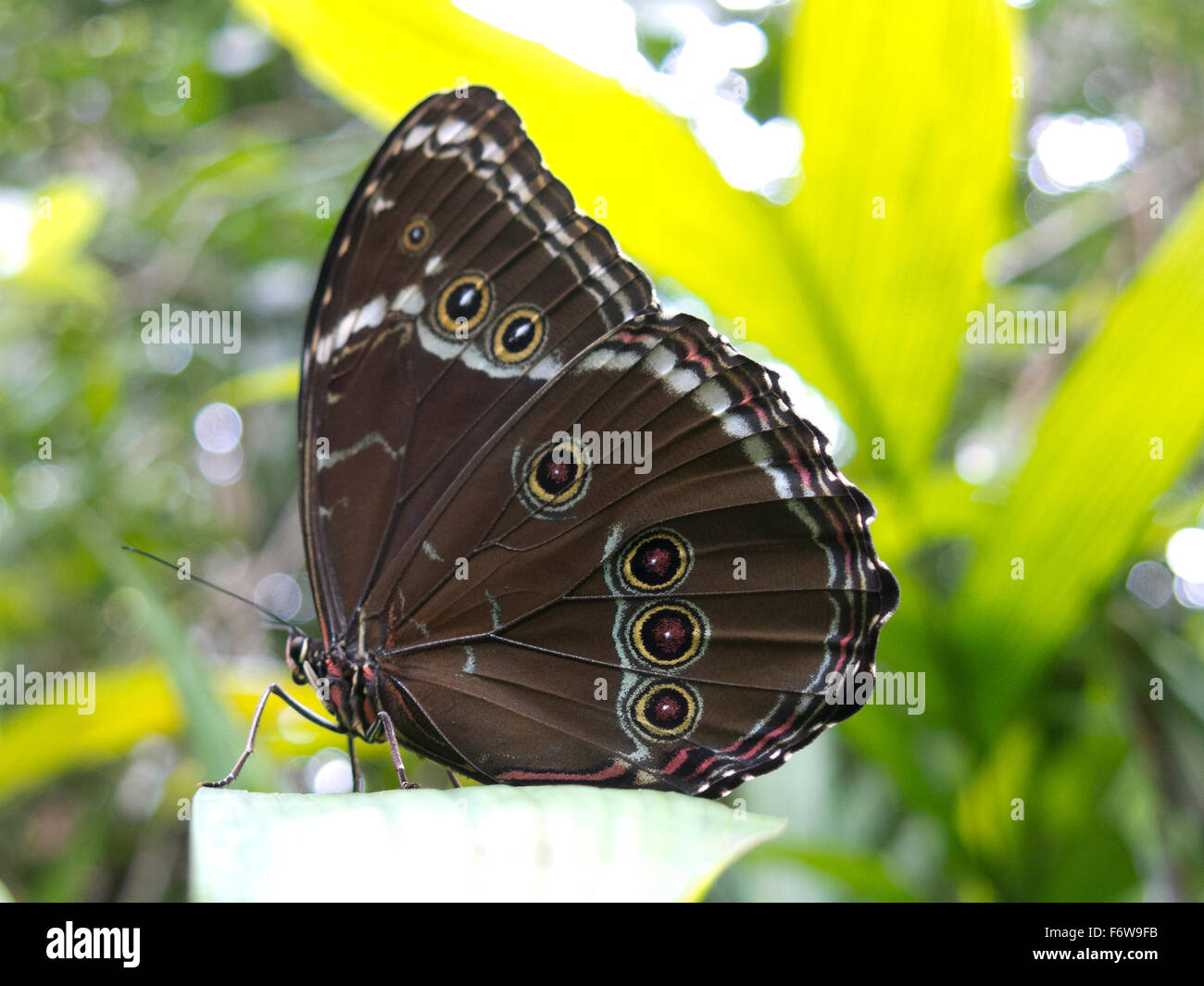 Owl butterfly, Caligo sp., in Amazon rainforest. Madidi Park, La Paz ...