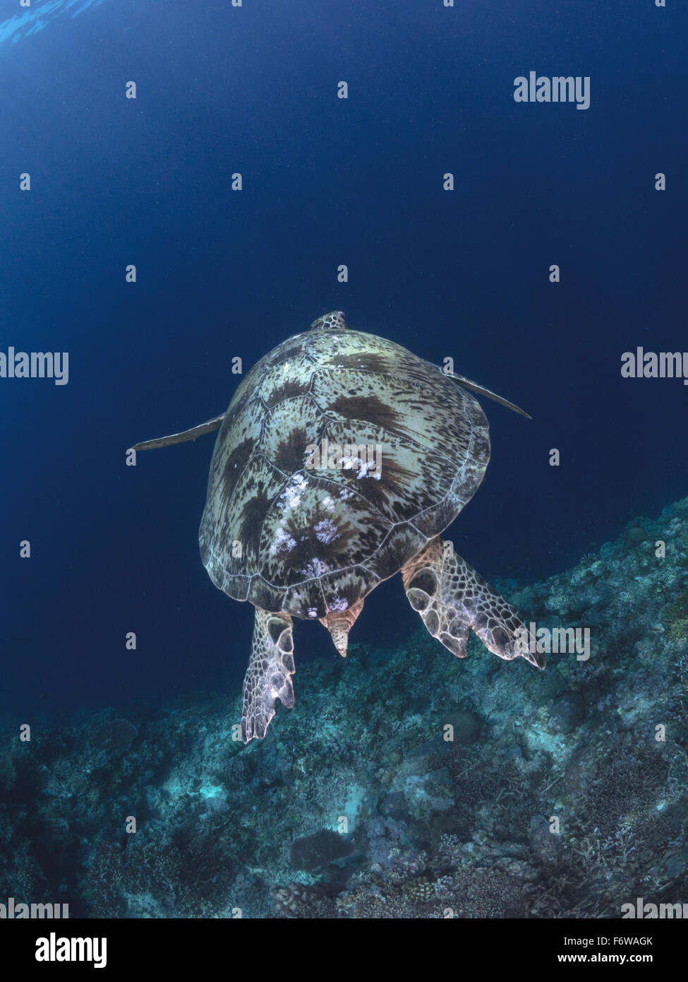 Turtle swimming in green hi-res stock photography and images - Alamy