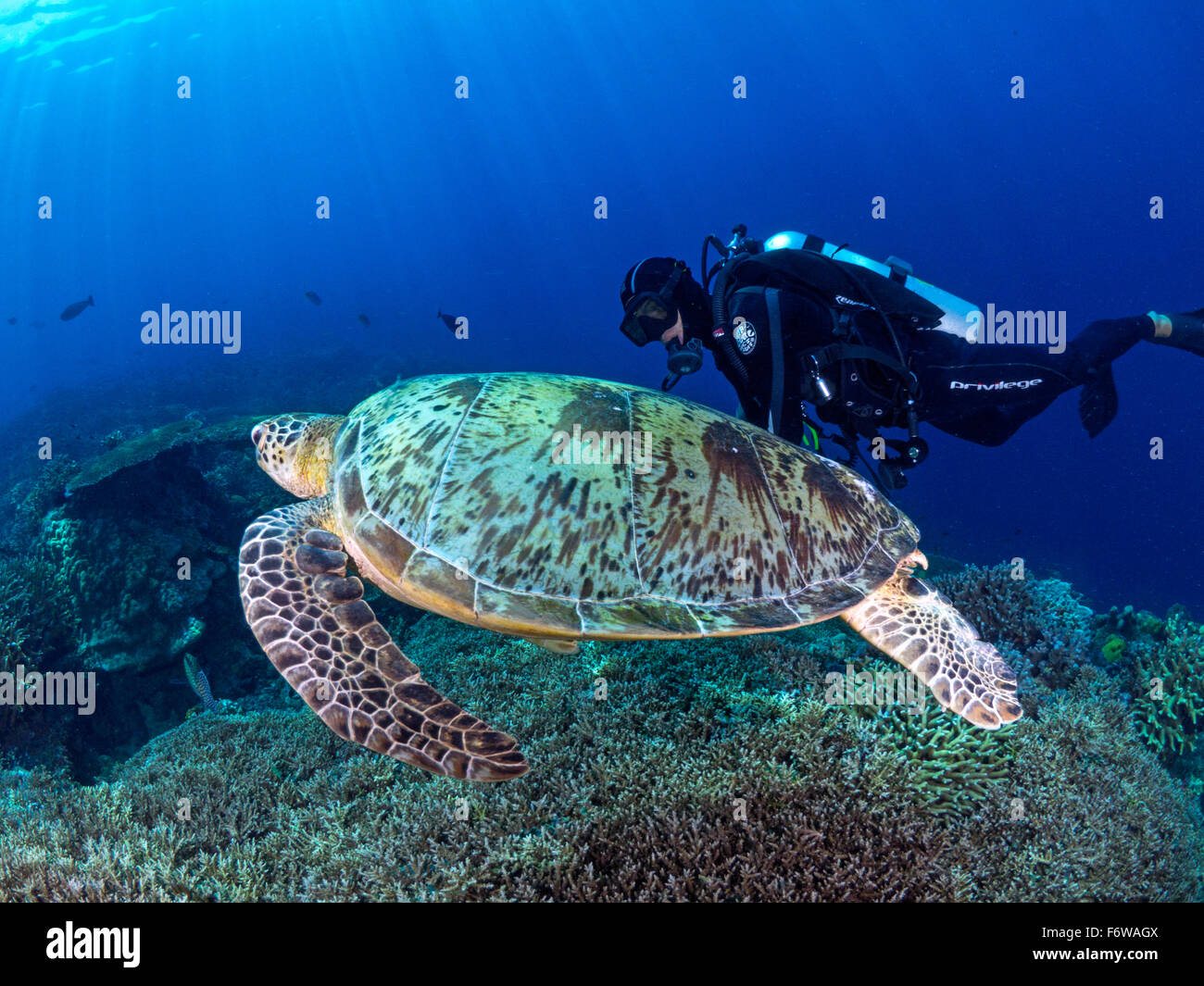 Green Sea Turtle swimming along side a scuba diver in Sipadan Stock ...
