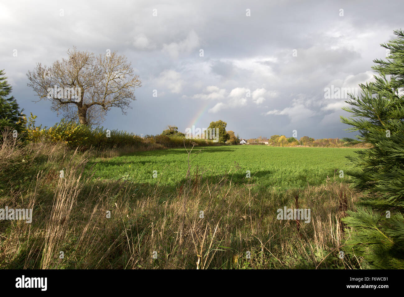 Village of Churton, England. Picturesque view of crops growing in a ...