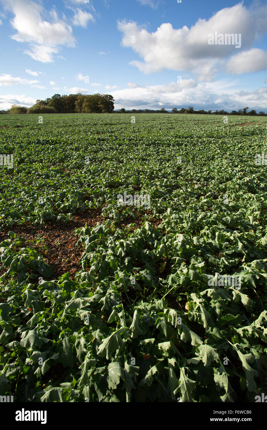 Village of Coddington, England. Picturesque view of crops growing in a ...