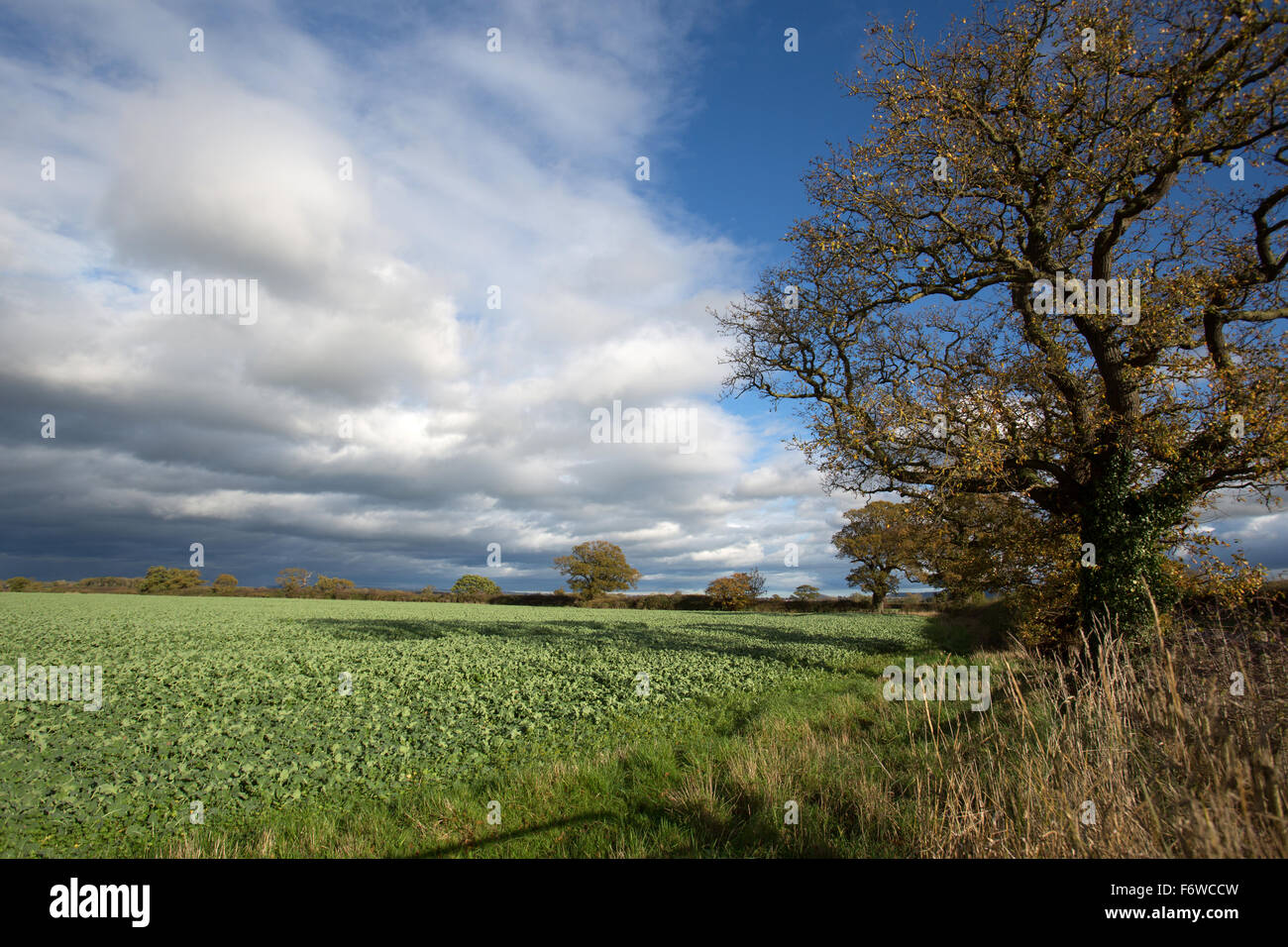 Village of Coddington, England. Picturesque view of crops growing in a ...
