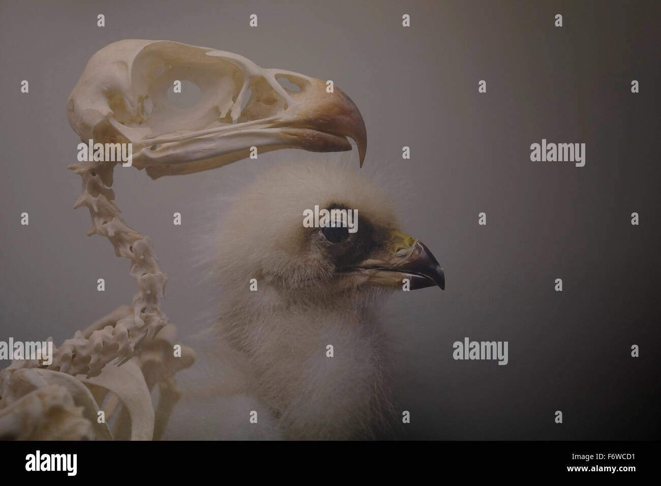 A skeleton of a Black Kite Milvus Migran displayed in Beit Ussishkin ...
