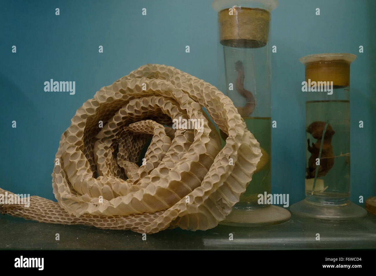 A snake skin displayed at the storage room of Beit Ussishkin nature ...