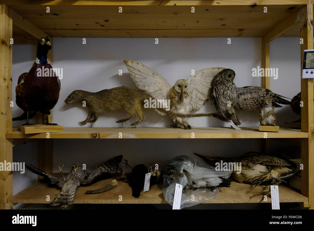 Stuffed birds at the storage room of Beit Ussishkin nature museum in ...