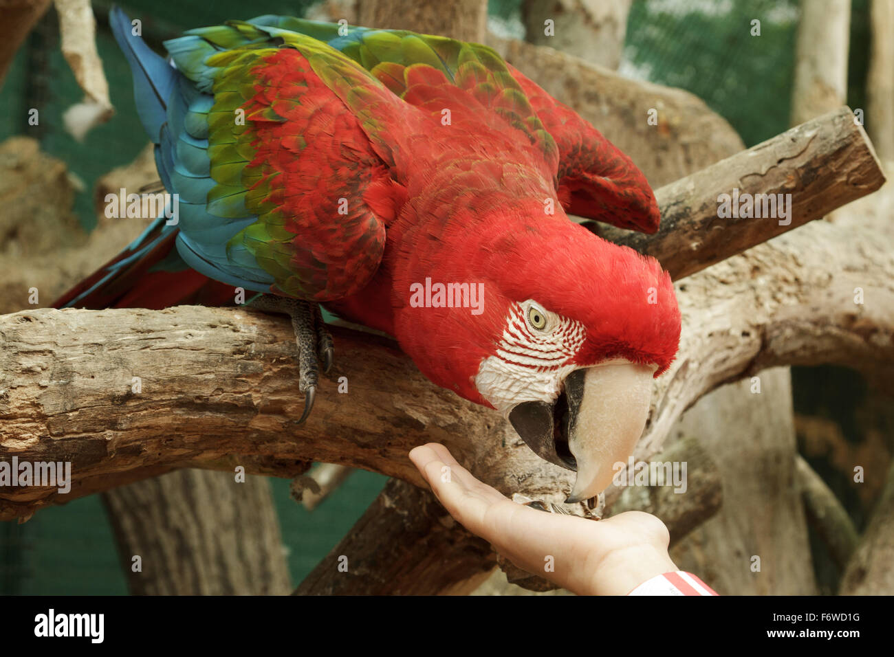 Feeding Ara Macao parrot from the hand Stock Photo - Alamy