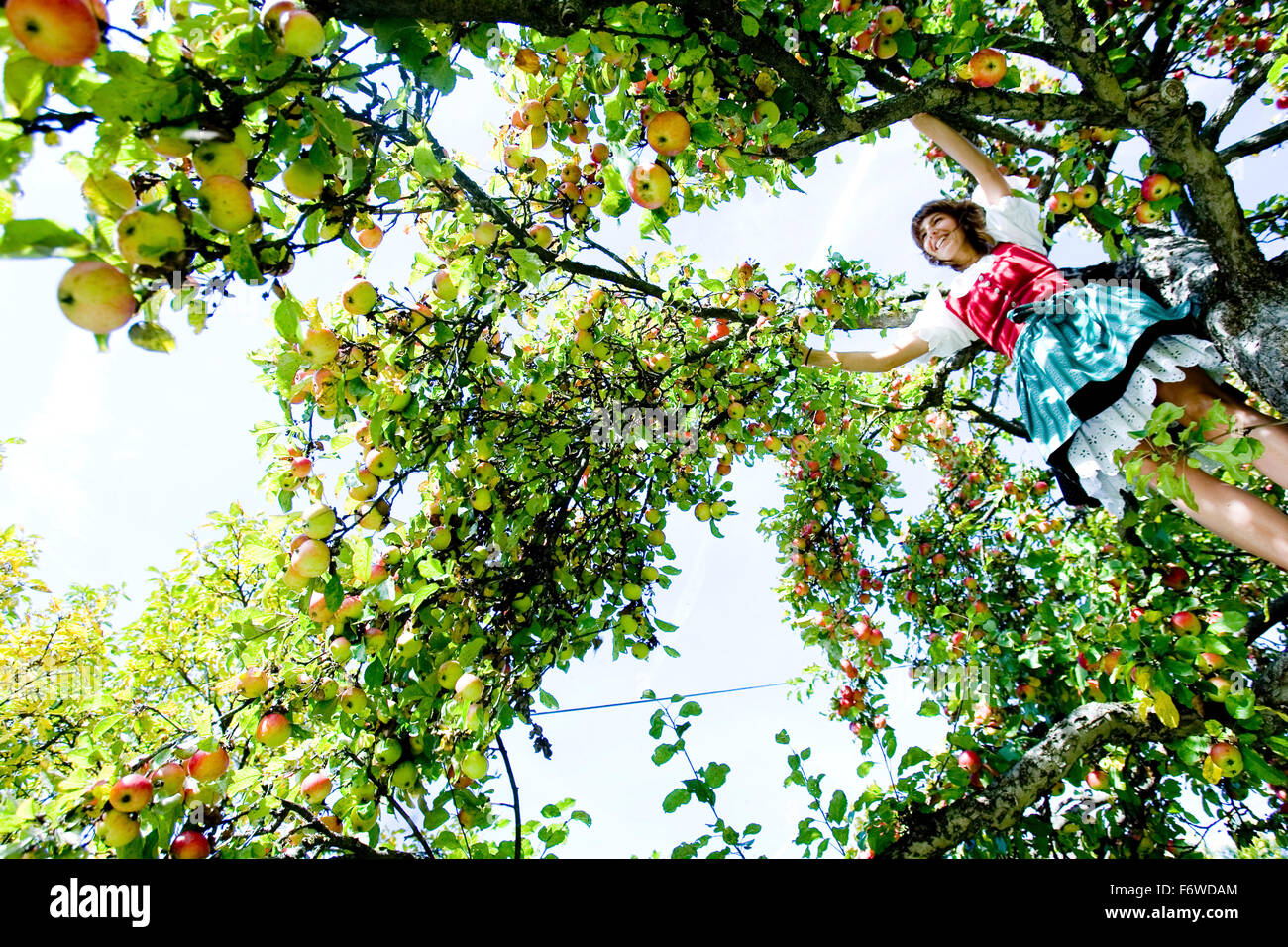 Woman in an apple tree, Styria, Austria Stock Photo - Alamy