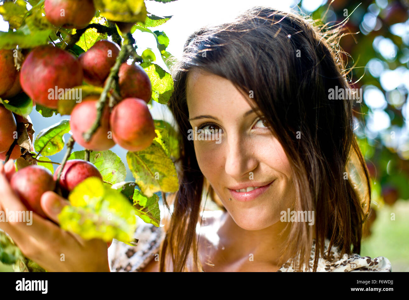 Young woman under an apple tree, Styria, Austria Stock Photo - Alamy